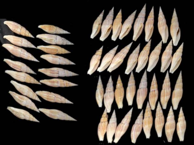 shellauction.net :: Mitra chinensis - 3590658