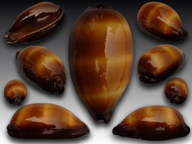 shellauction.net :: Talipia talpa talpa - 3590701