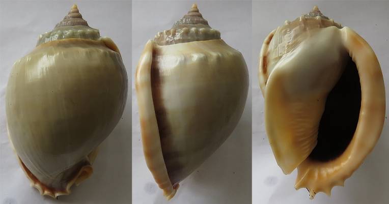 shellauction.net :: Phalium glaucum - 3590708