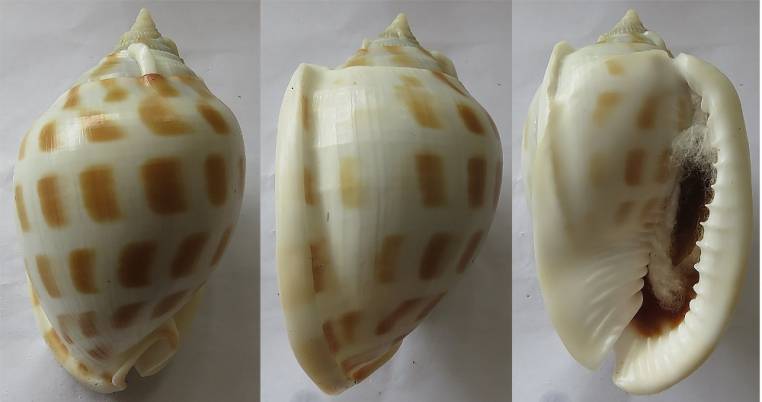 shellauction.net :: Phalium areola - 3590710