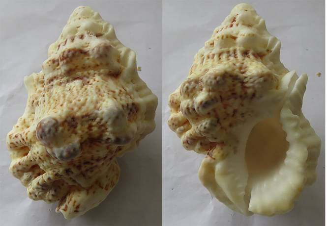 shellauction.net :: Bursa bufonia - 3590715