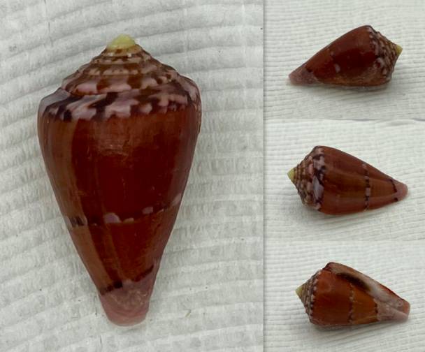 shellauction.net :: Conus klemae - 3590908