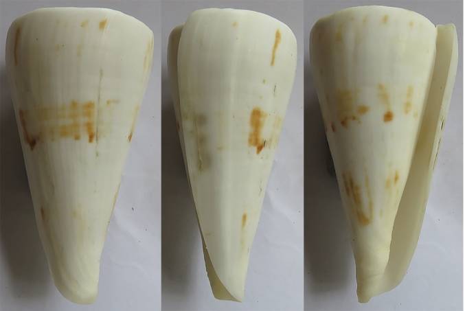 shellauction.net :: Conus tribblei - 3590936