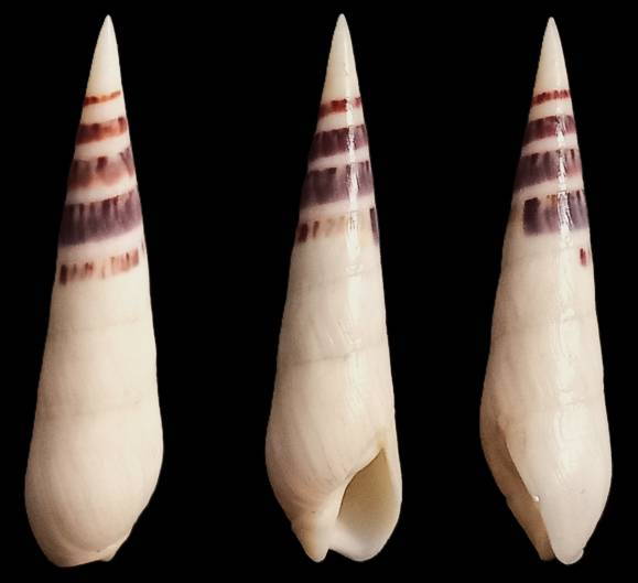 shellauction.net :: Terebra sp. - 3590987