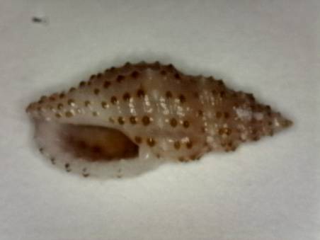 shellauction.net :: Kermia species - 3591023