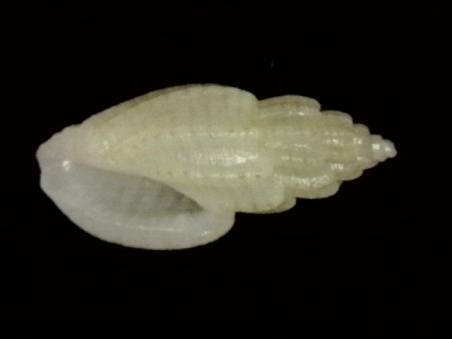 shellauction.net :: Eucithara species - 3591052