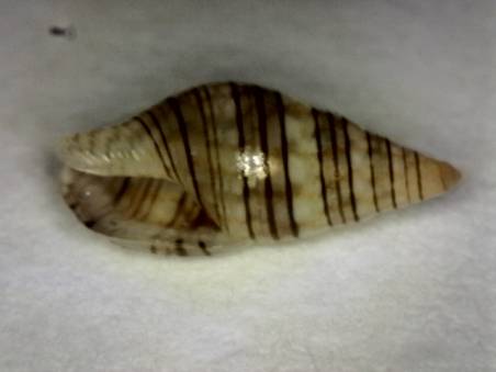 shellauction.net :: Mitrella species - 3591054