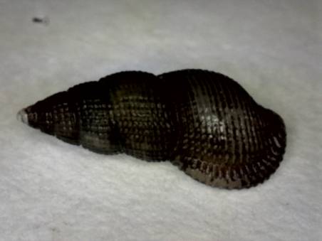 shellauction.net :: Rissoa species - 3591062