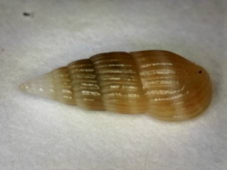 shellauction.net :: Rissoa species - 3591076