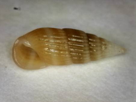 shellauction.net :: Rissoa species - 3591076