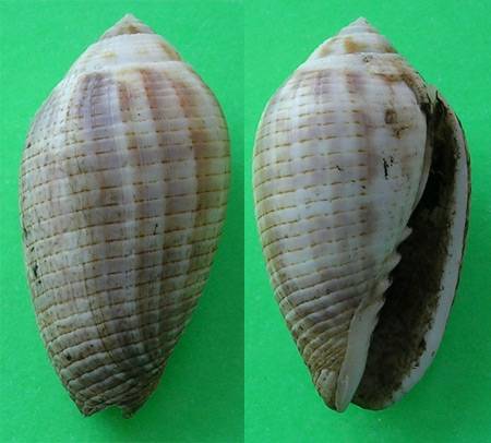 shellauction.net :: Pterygia dactylus - 3591116