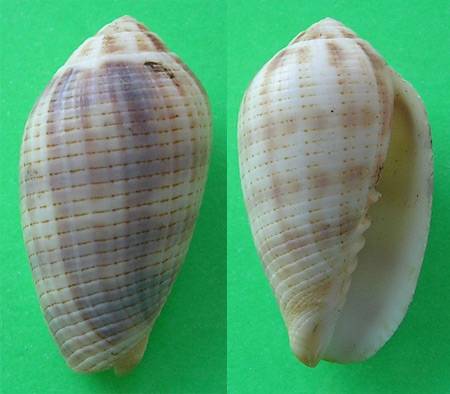 shellauction.net :: Pterygia dactylus - 3591117