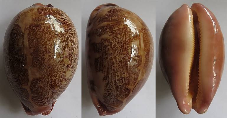 shellauction.net :: Leporicypraea mappa - 3591125