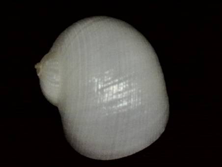 shellauction.net :: Vanikoro species - 3591138