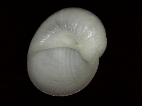 shellauction.net :: Vanikoro species - 3591138