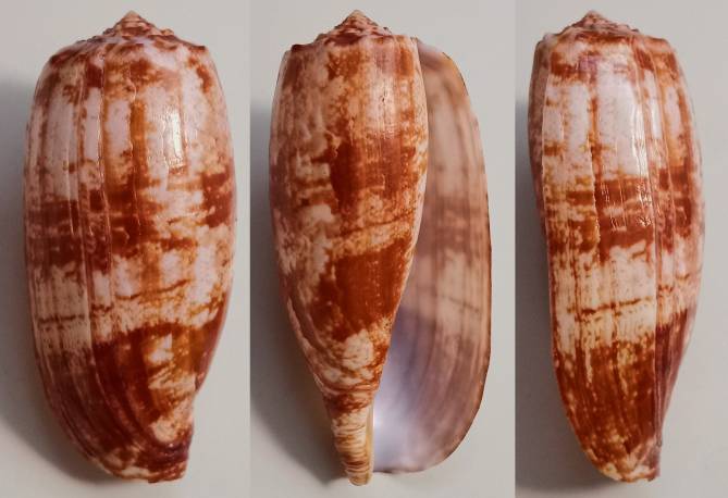 shellauction.net :: Conus geographus - 3591147