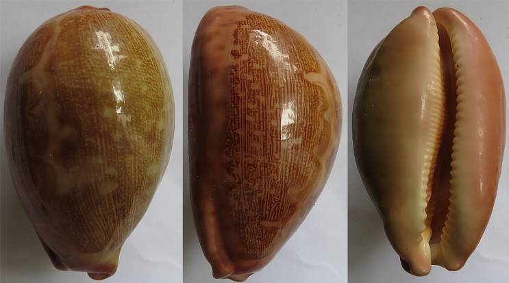 shellauction.net :: Leporicypraea mappa - 3591165