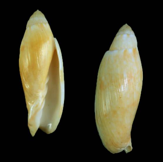 shellauction.net :: Volutoconus multiformis - 3591208