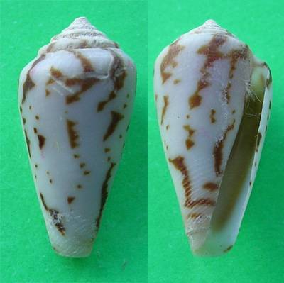 shellauction.net :: Conus algoensis simplex - 3591236