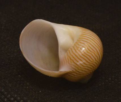 shellauction.net :: Tanea lineata - 3591272