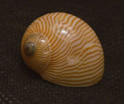 shellauction.net :: Tanea lineata - 3591272