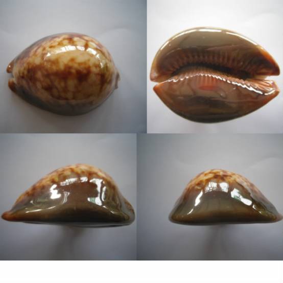 shellauction.net :: Mauritia mauritiana albiflora - 3591317