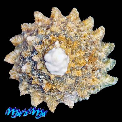 shellauction.net :: Astraea latispina - 3591394