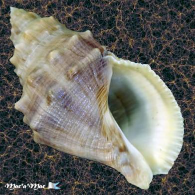 shellauction.net :: Thais sp. - 3591405