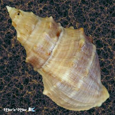 shellauction.net :: Thais sp. - 3591405