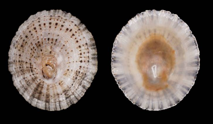 shellauction.net :: Patella piperata - 3591436