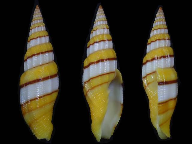 shellauction.net :: Vexillum taeniatum - 3591439