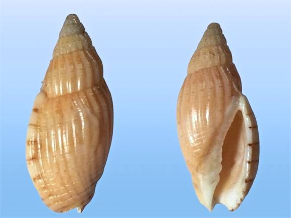 shellauction.net :: Lyria brianoi - 3591494