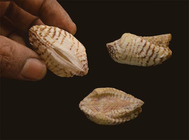 shellauction.net :: Arca navicularis - 3591512