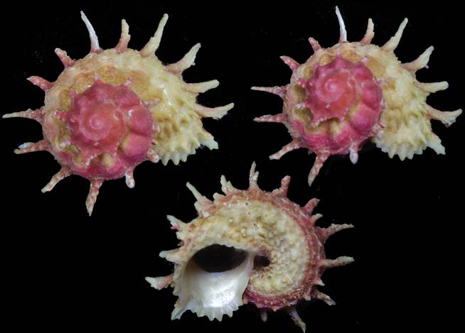 shellauction.net :: Angaria sphaerula - 3591518