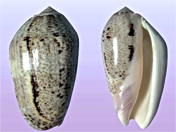 shellauction.net :: Oliva incrassata - 3591615