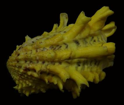 shellauction.net :: Cardita crassicosta - 3591642