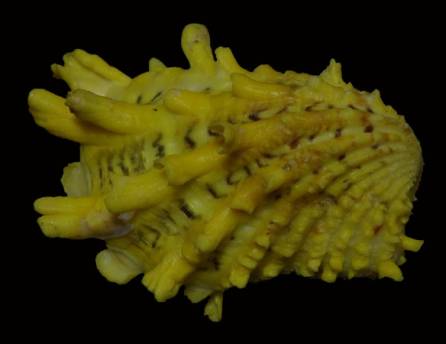 shellauction.net :: Cardita crassicosta - 3591642