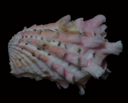 shellauction.net :: Cardita crassicosta - 3591648