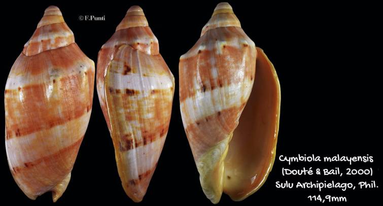 shellauction.net :: Cymbiola malayensis - 3591656