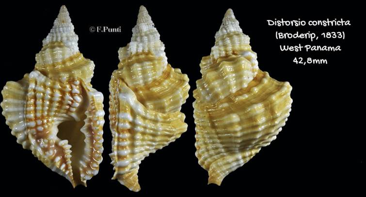 shellauction.net :: Distorsio constricta - 3591675