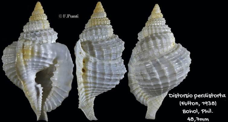 shellauction.net :: Distorsio perdistorta - 3591683