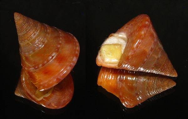shellauction.net :: Calliostoma conulus - 3591944