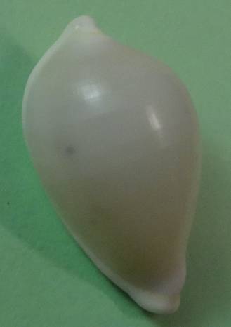 shellauction.net :: Pseudosimnia adriatica - 3592174