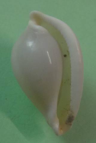 shellauction.net :: Pseudosimnia adriatica - 3592174