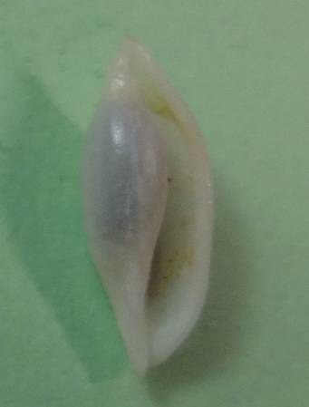 shellauction.net :: Simnia avena f. aequalis - 3592198