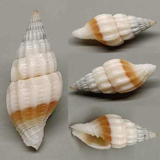 shellauction.net :: Vexillum interstriatum - 3592231