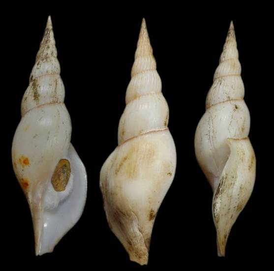 shellauction.net :: Teramachia johnsoni - 3592422