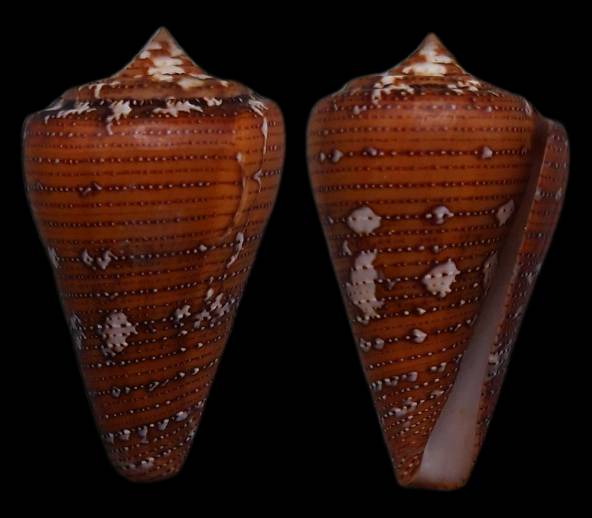 shellauction.net :: Conus cedonulli - 3592458