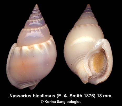 shellauction.net :: Nassarius bicallosus - 3592511