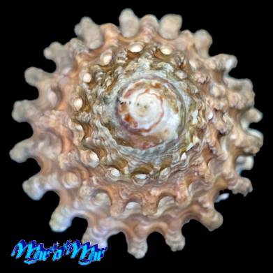 shellauction.net :: Lithopoma tectum - 3592517